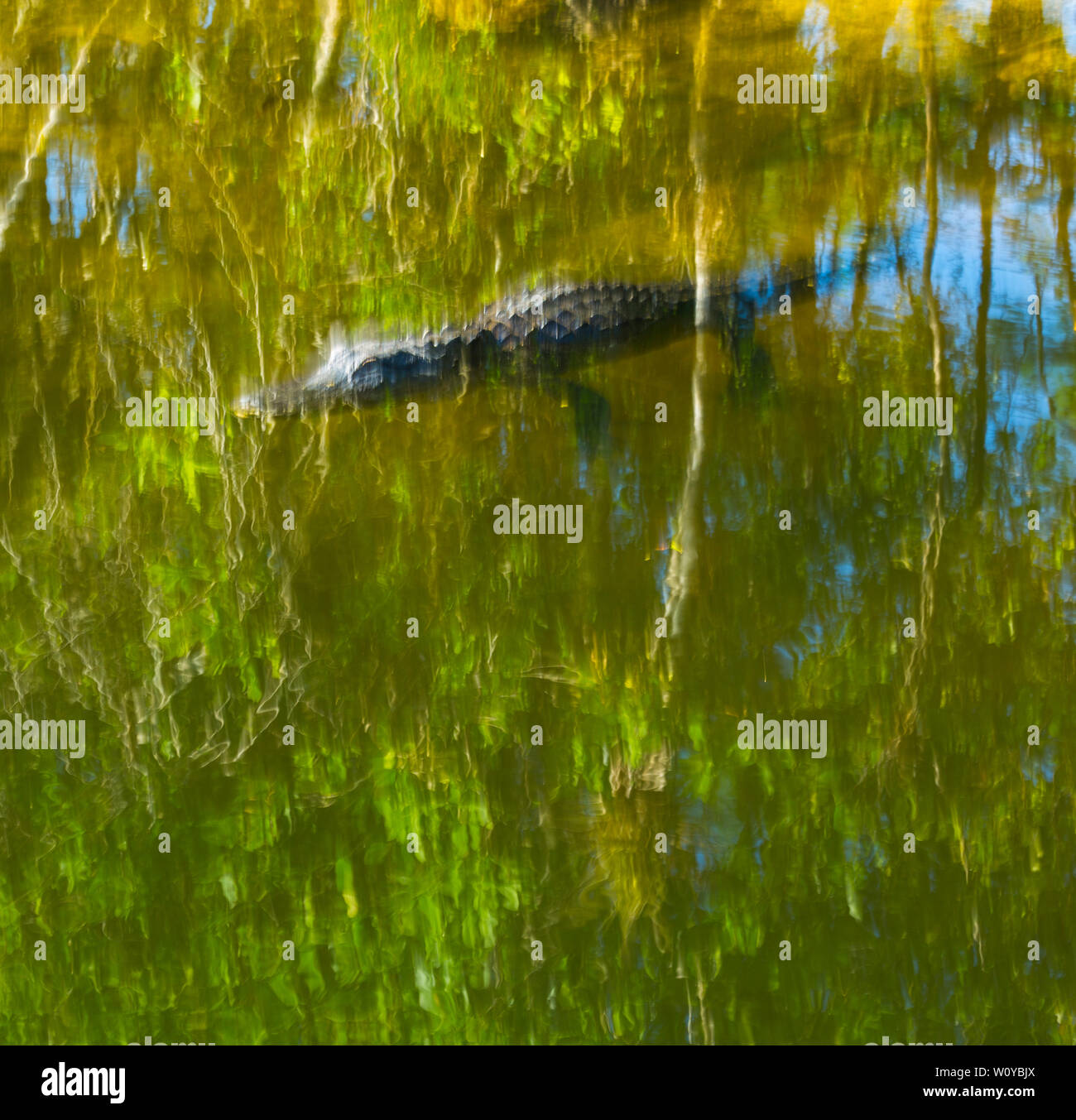 American Alligator, Everglades National Park, Florida, USA, America ...