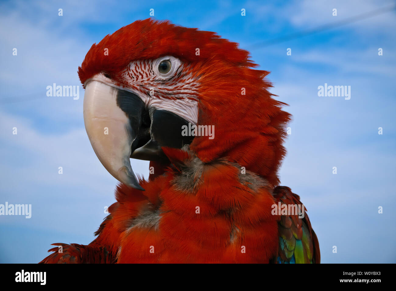 Parrot exhibit hi-res stock photography and images - Alamy