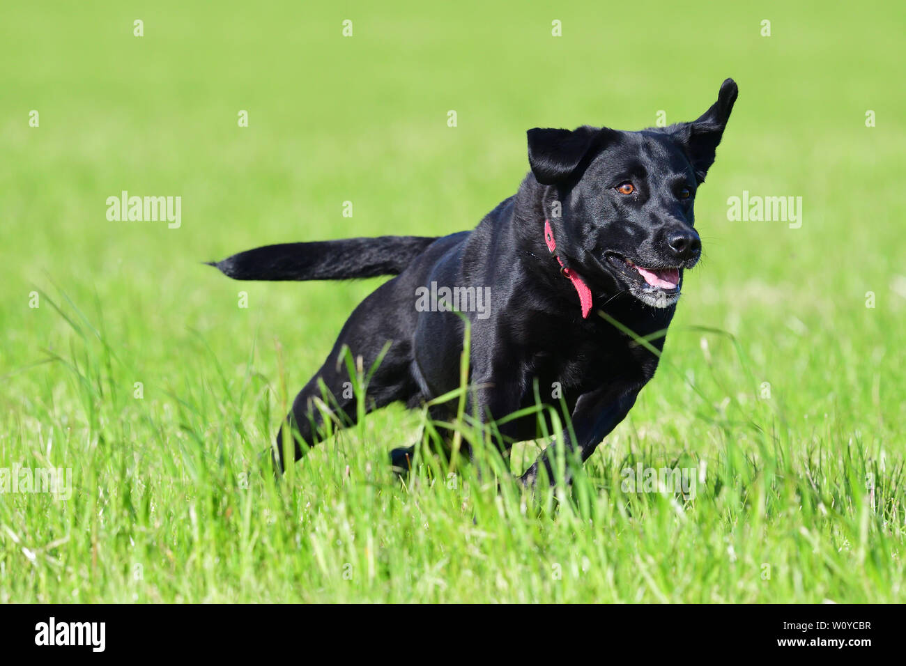 Action shot of a young black Labrador retriever running through a field ...