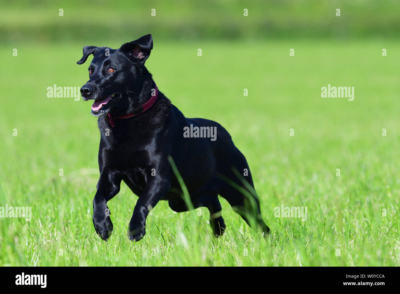 Action shot of a young black Labrador retriever running through a field ...