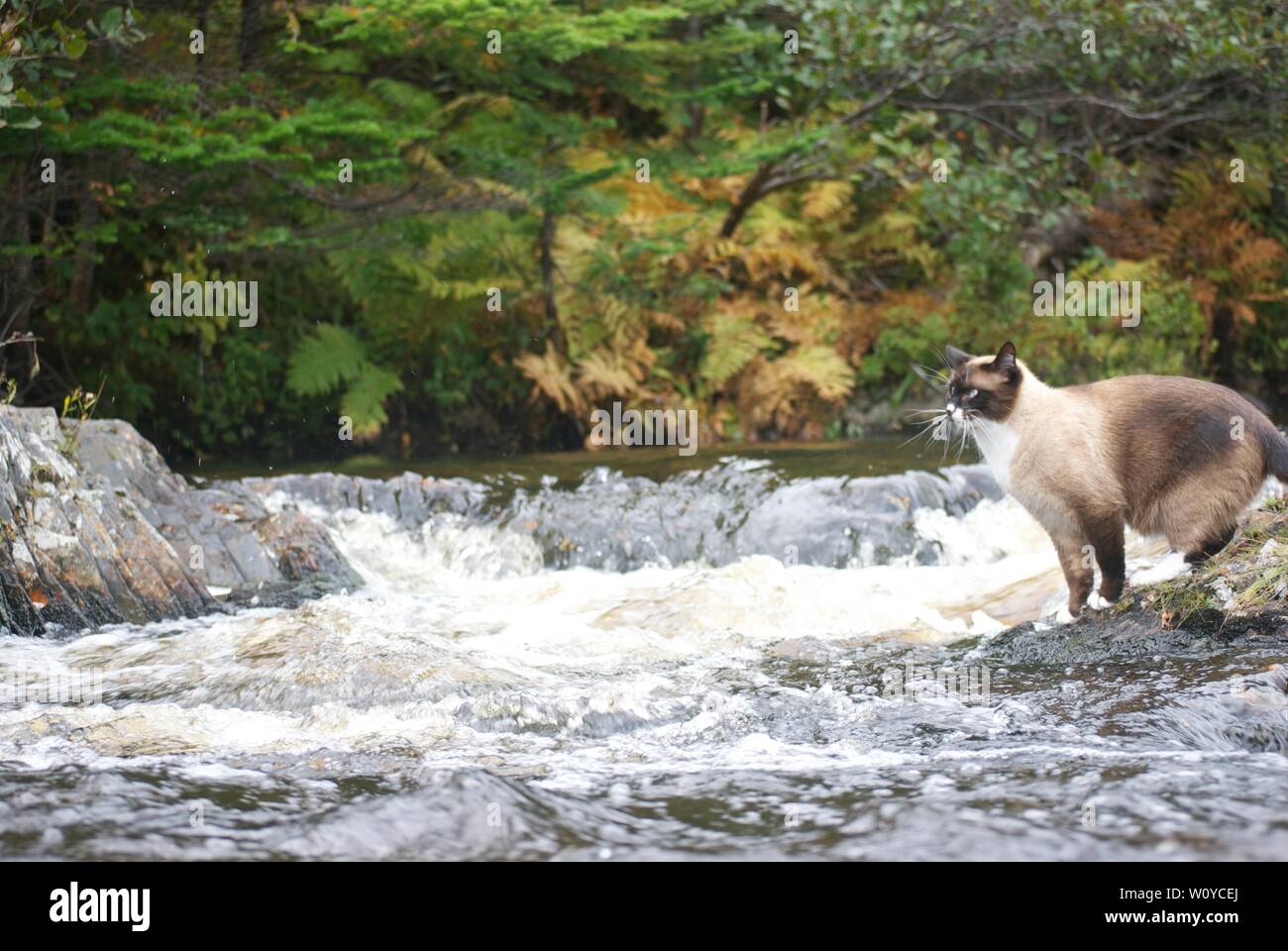 Cat river hi-res stock photography and images - Alamy