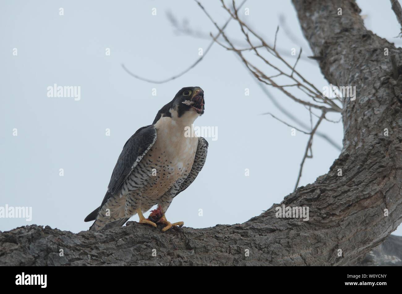Peregrine Falcon feasting on a Starling in Newfoundland Stock Photo - Alamy