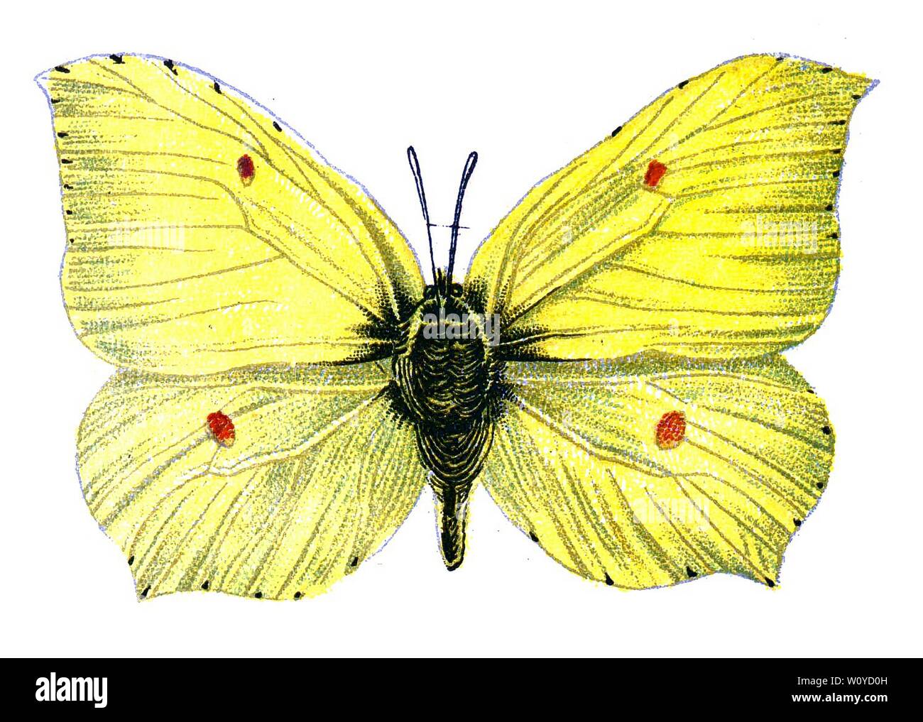Common brimstone butterflies Cut Out Stock Images & Pictures - Alamy