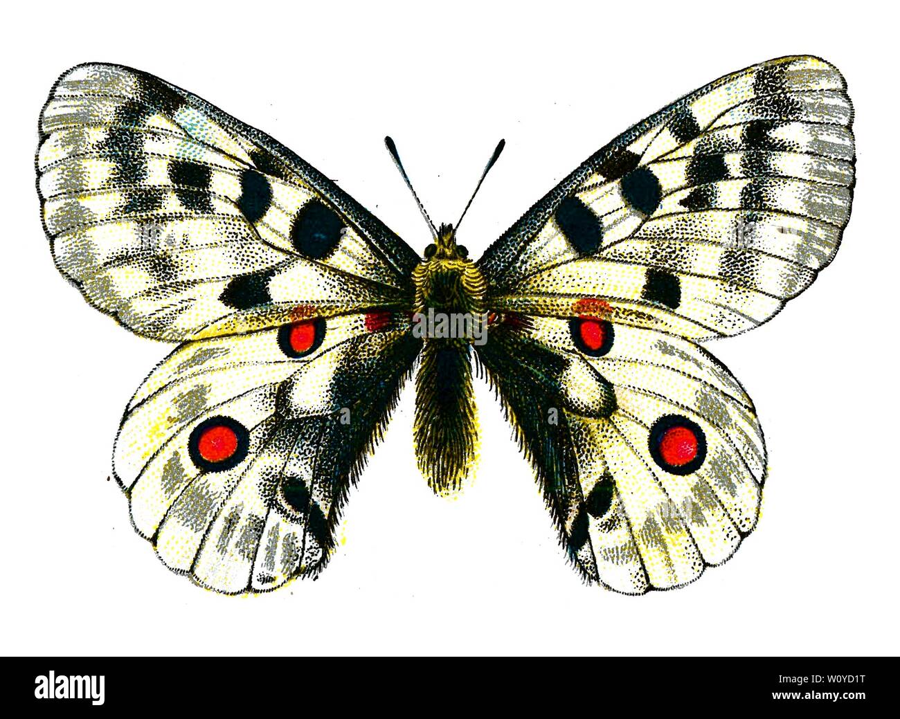 Parnassius apollo, The Apollo Butterfly (Mountain Apollo) Color ...