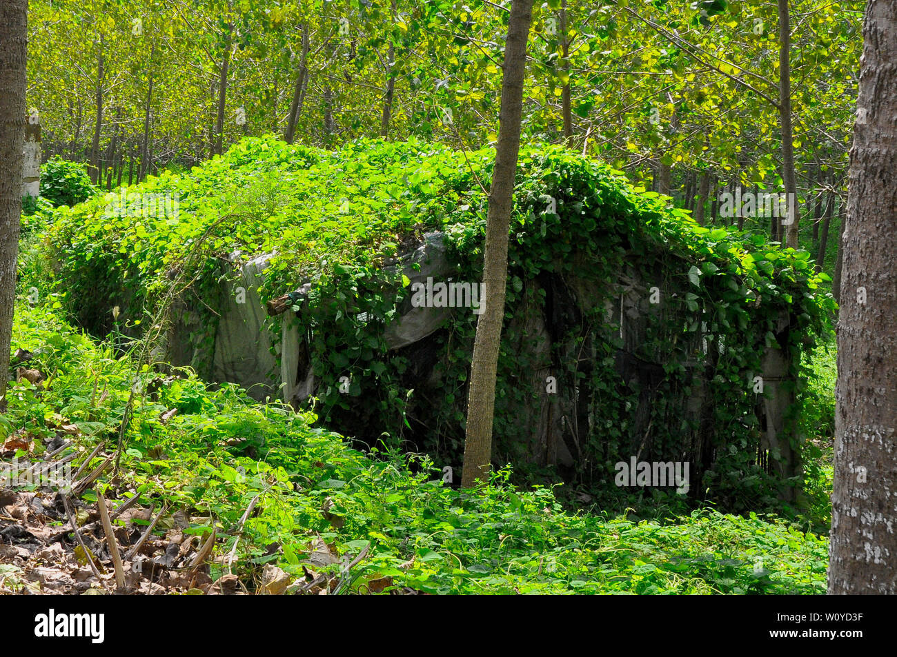 An overgrown hut in a Chinese wood Stock Photo - Alamy