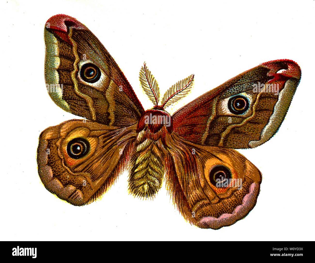 Orange and black moth hi-res stock photography and images - Alamy