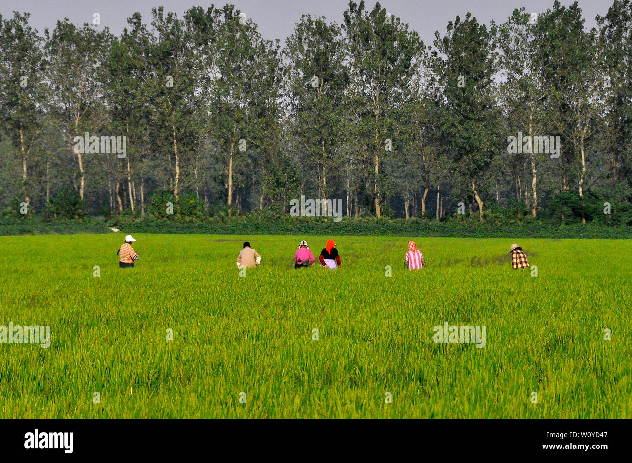 Rice fields china workers hi-res stock photography and images - Alamy