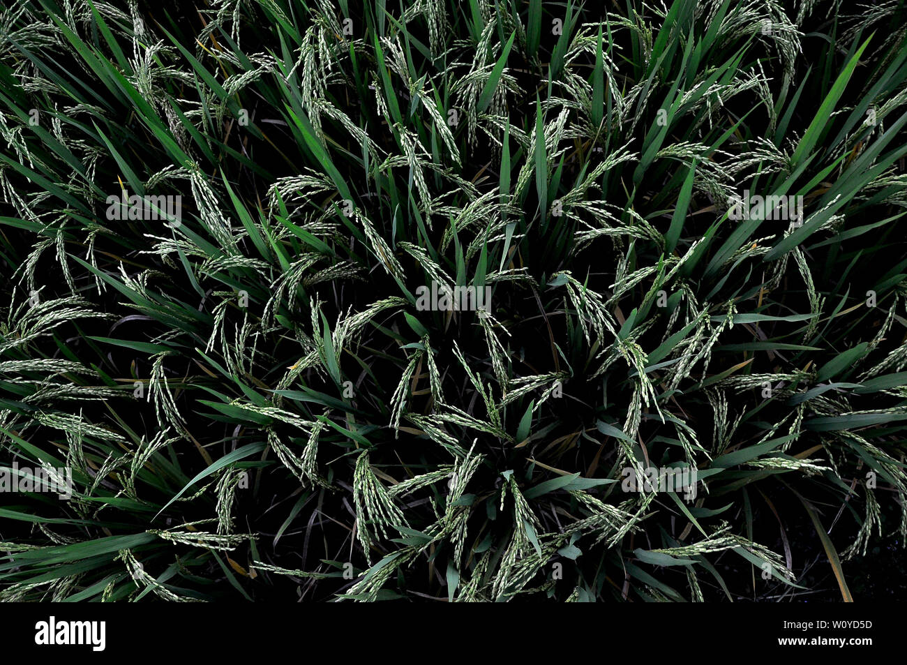 rice crop detail in Chinese paddy field Stock Photo - Alamy
