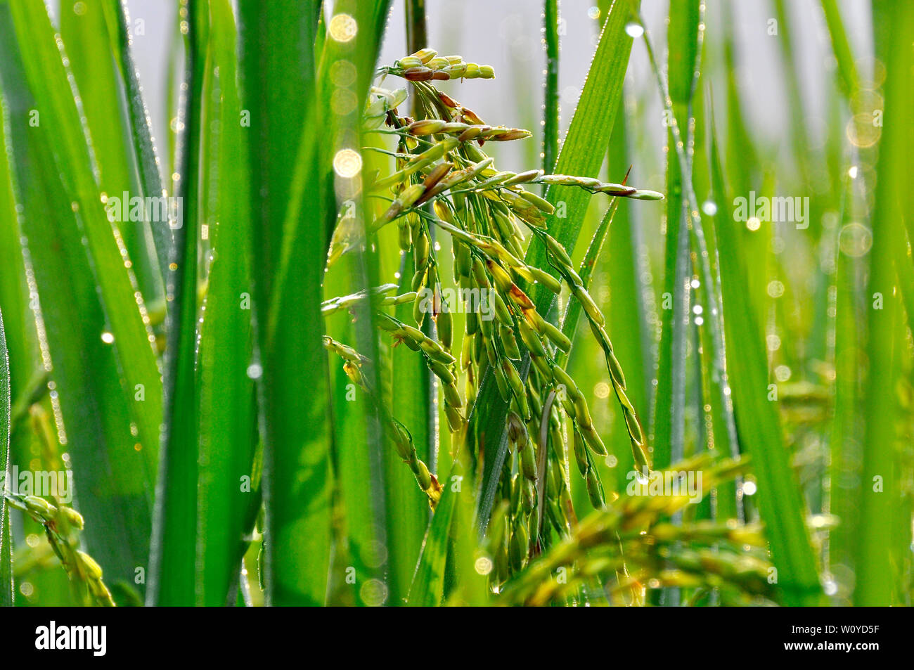 Crop detail hi-res stock photography and images - Alamy