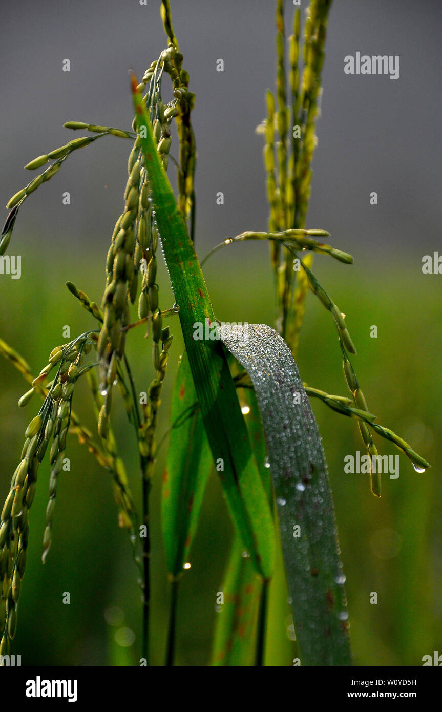rice crop detail in Chinese paddy field Stock Photo - Alamy