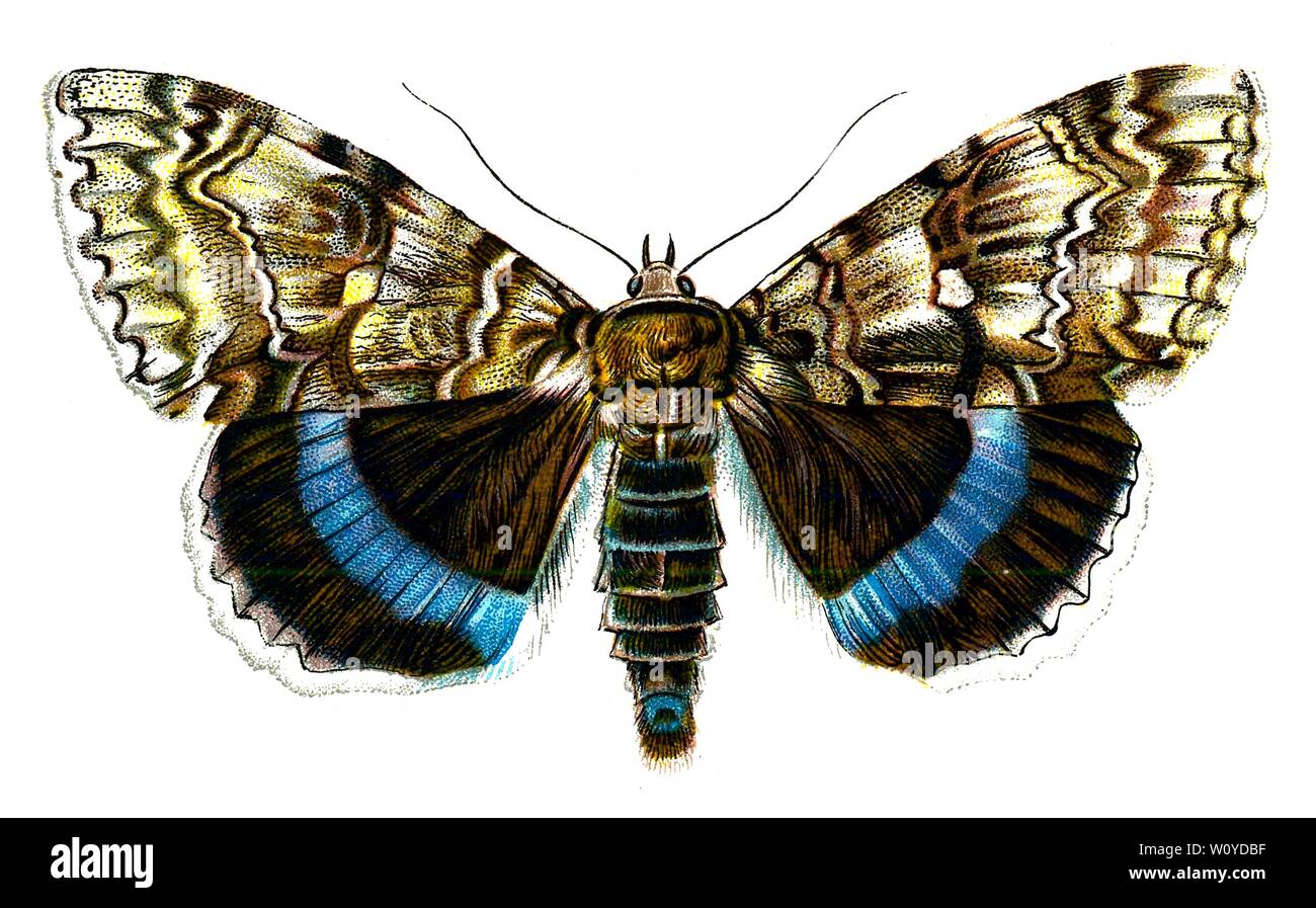 Catocala fraxini, The Blue Underwing Moth - Color Butterfly Lithograph ...
