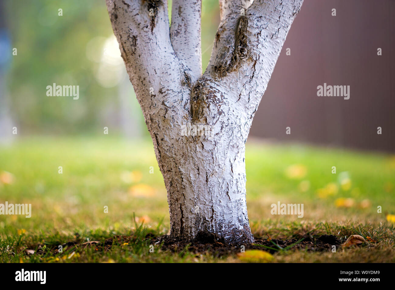 Whitewashed bark of tree growing in sunny orchard garden on blurred ...