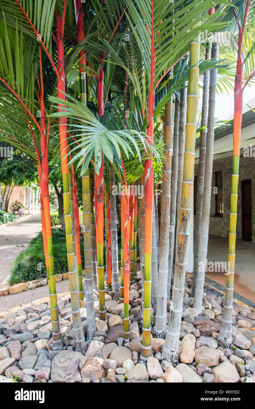 Red clumping bamboo growing in tropical garden in Darwin, Australia ...