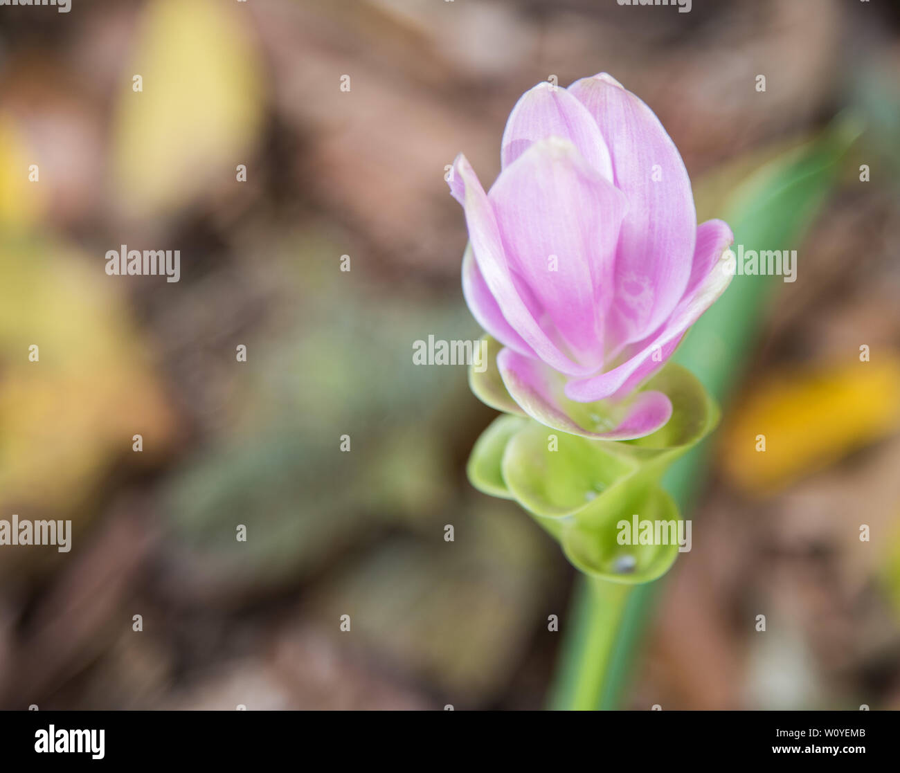 Plant darwin australia hi-res stock photography and images - Alamy