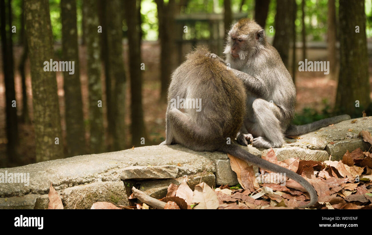 Monkey macaque in the rain forest. Monkeys in the natural environment. Bali, Indonesia. Long ...