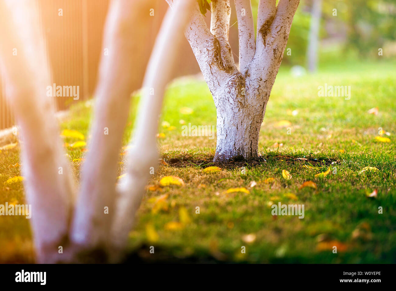 Whitewashed bark of tree growing in sunny orchard garden on blurred ...