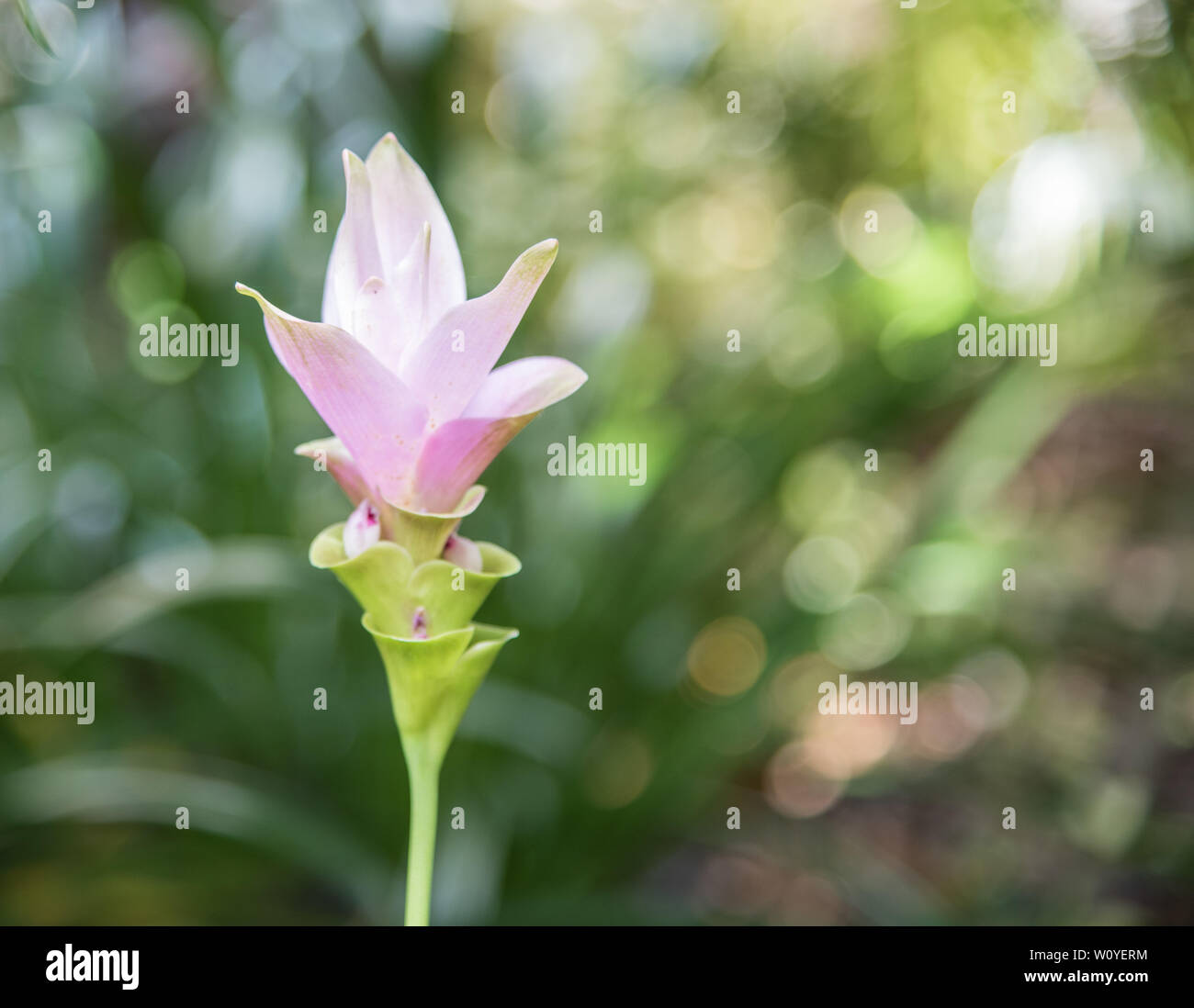 Plant darwin australia hi-res stock photography and images - Alamy