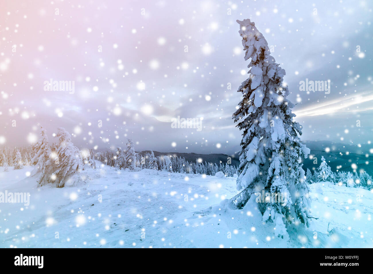 Winter blue landscape. Spruce tree in deep snow on mountain clearing on ...