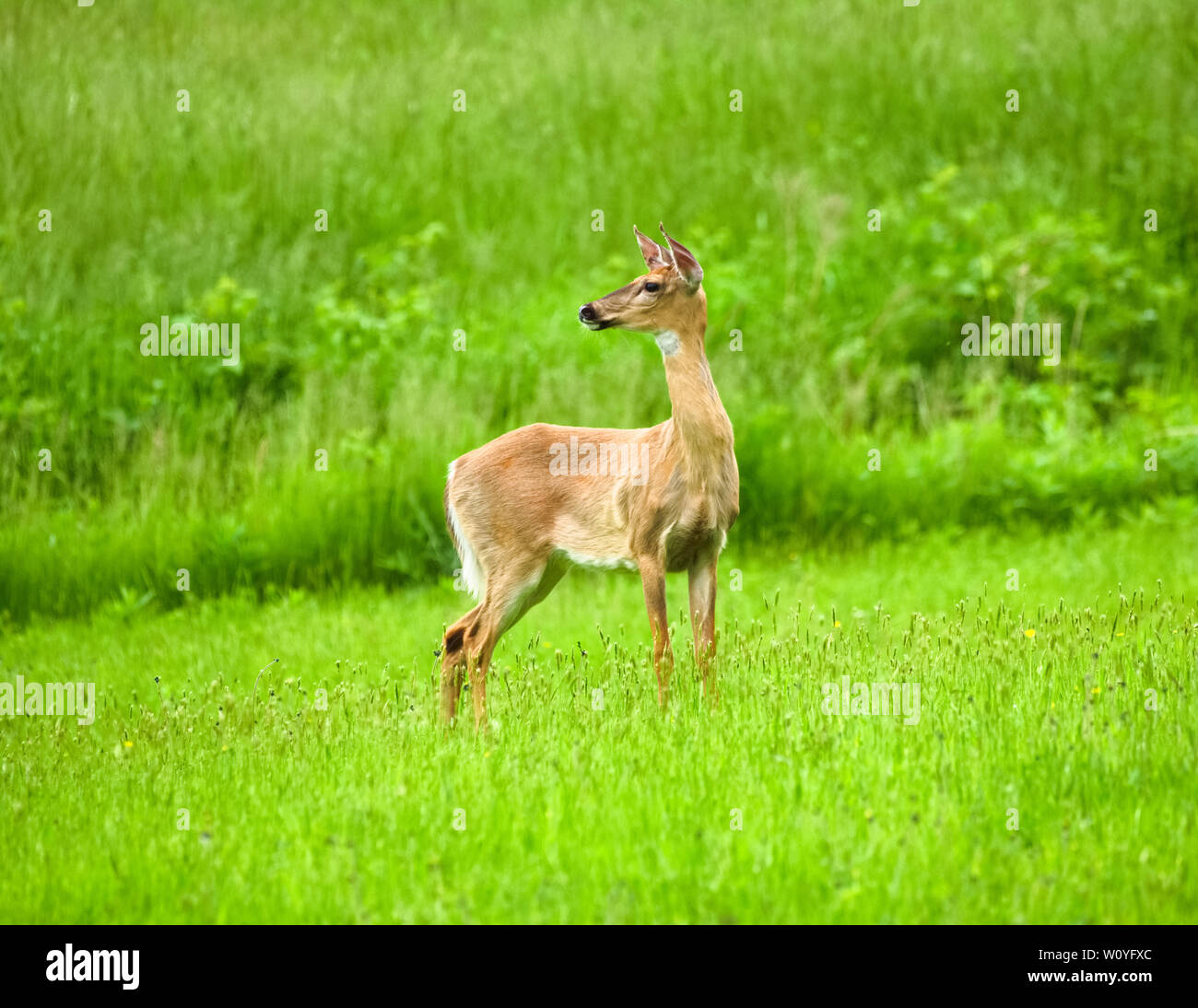 Deer Behind Tree High Resolution Stock Photography and Images - Alamy