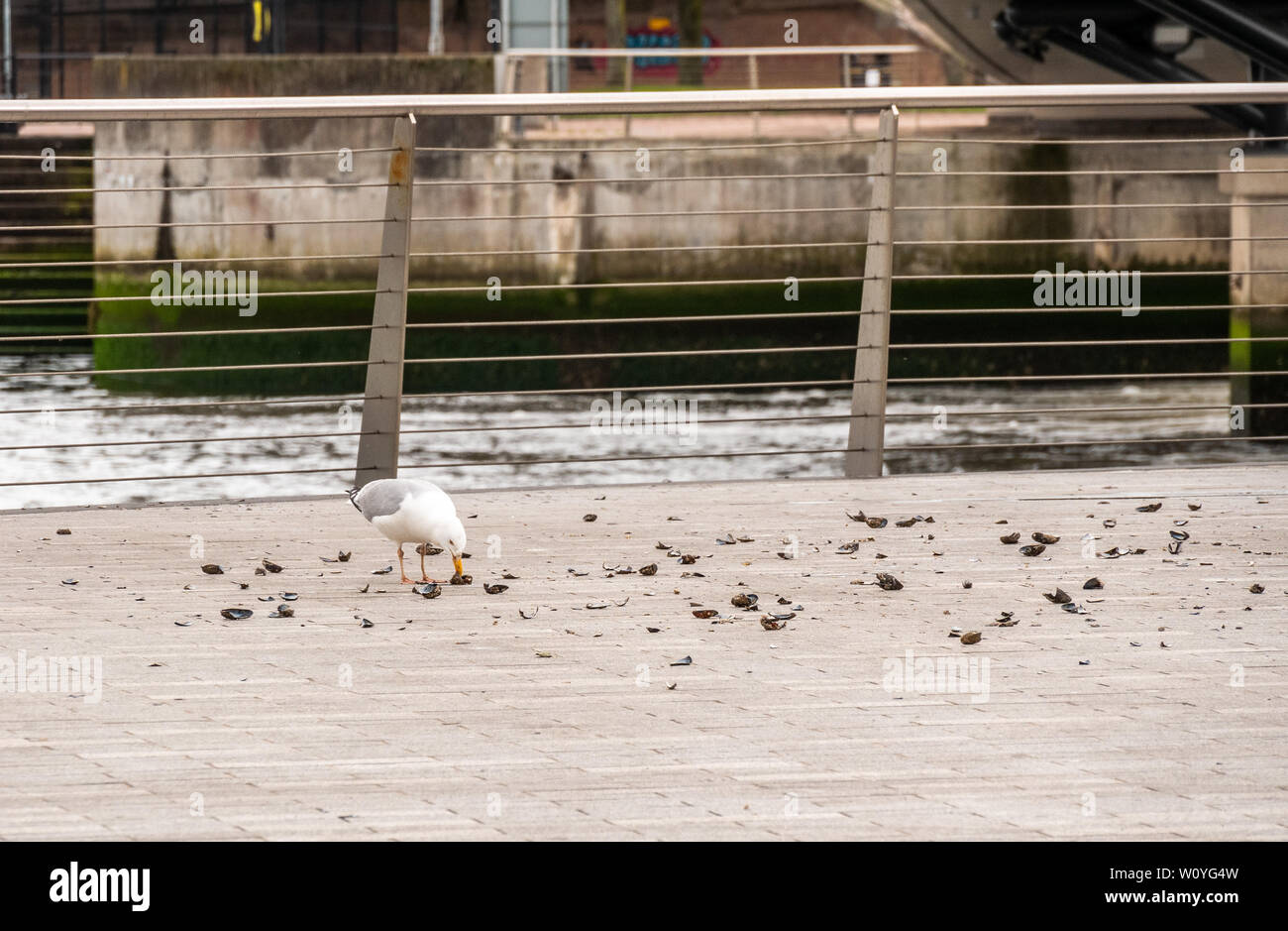 Dropping Shells High Resolution Stock Photography and Images - Alamy