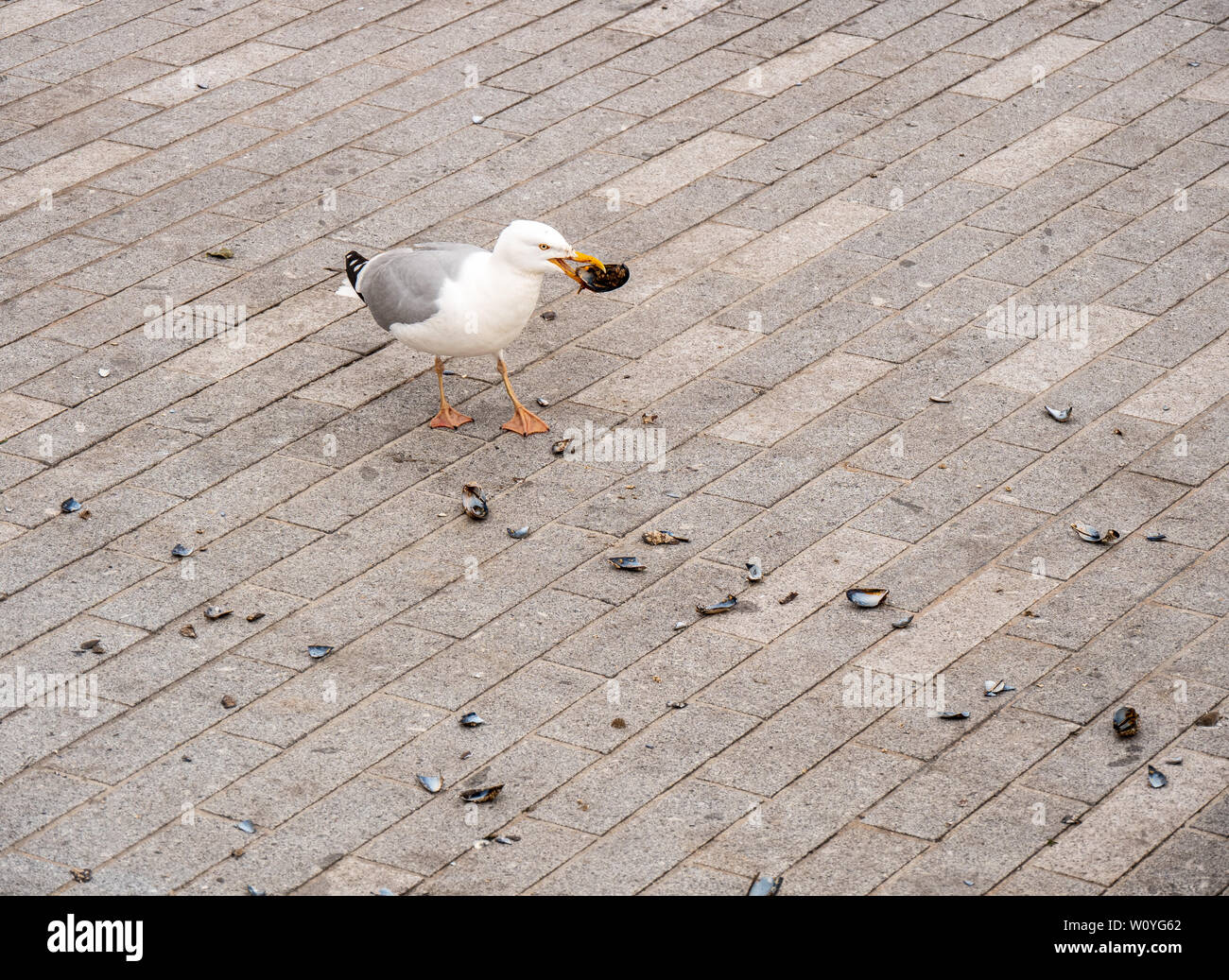 Dropping shells hi-res stock photography and images - Alamy