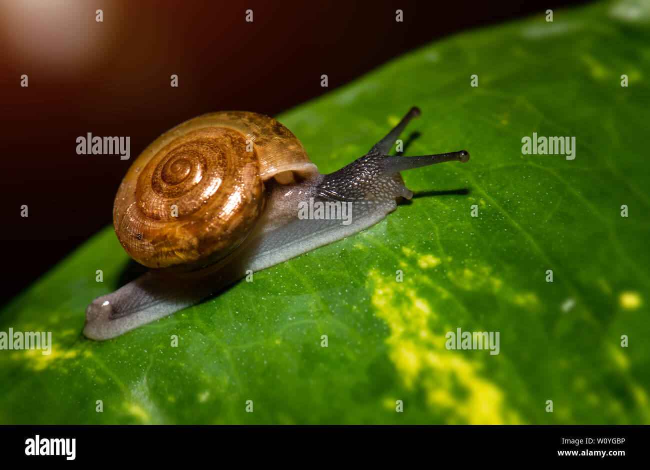 Giant african land snails hi-res stock photography and images - Alamy