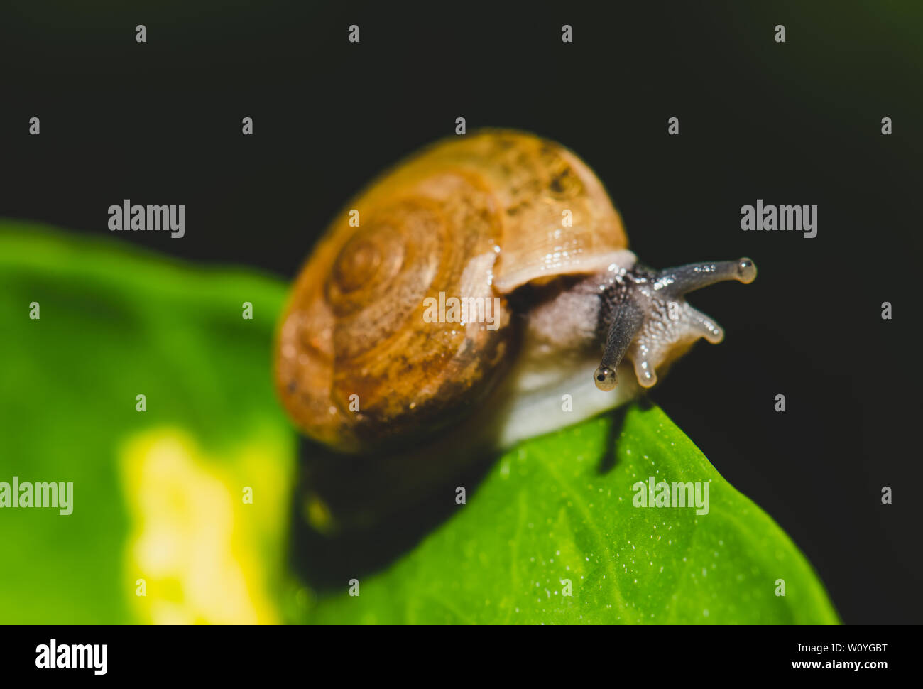 Small brown snail on green leaf with outdoor lighting Stock Photo - Alamy