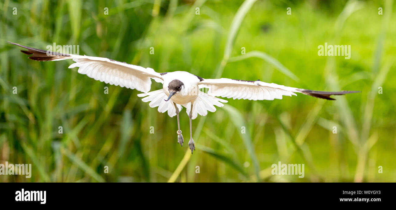 Avocet (Recurvirostra) flying towards me Stock Photo - Alamy