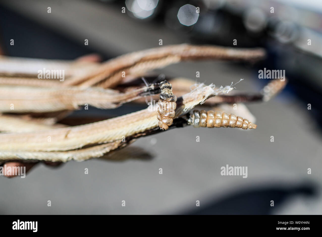 A man shows several skins, hides, skeletons and bodies of rattlesnake ...