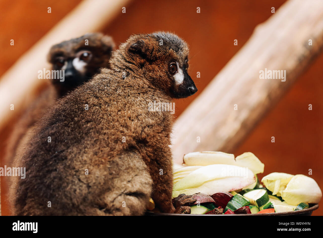 A ring-tailed lemur (Lemur catta) is eating a fruit while sitting on a ...