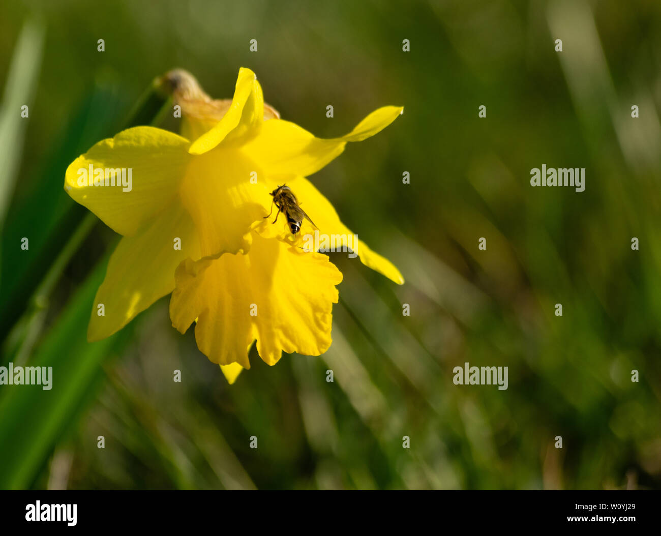 daffodil in garden with insect sitting on it Stock Photo - Alamy