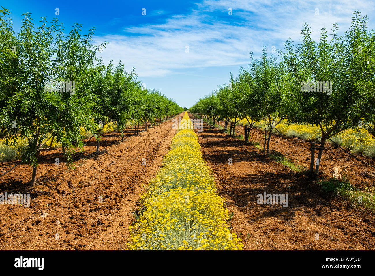 Long alley of green almond trees on an almonds plantation with yellow ...