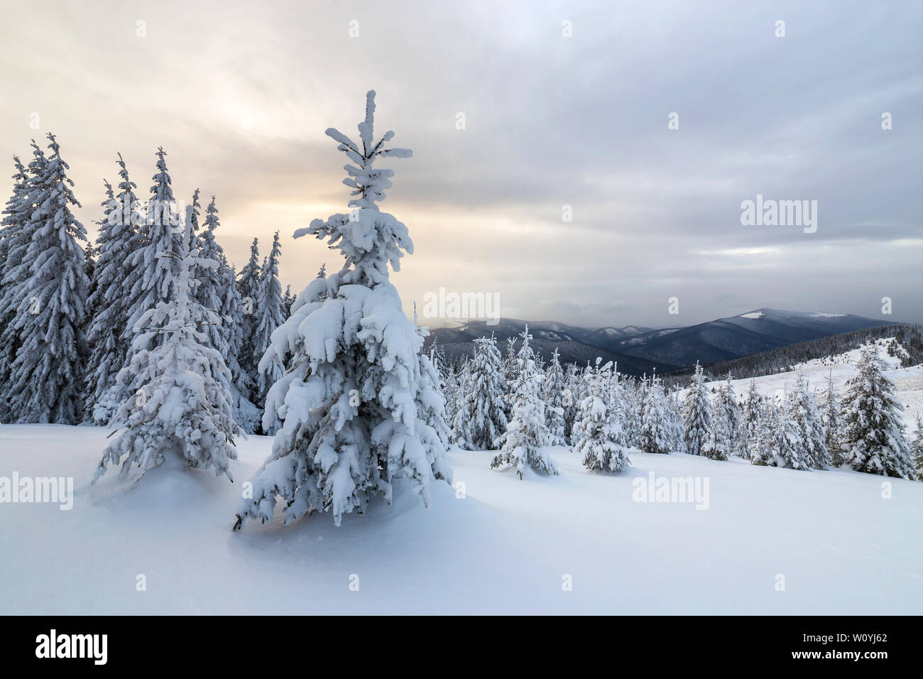 Winter blue landscape. Spruce tree in deep snow on mountain clearing on ...