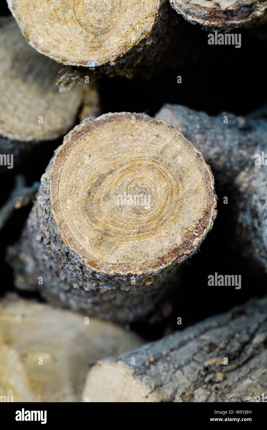 White oak tree trunk rings hi-res stock photography and images - Alamy