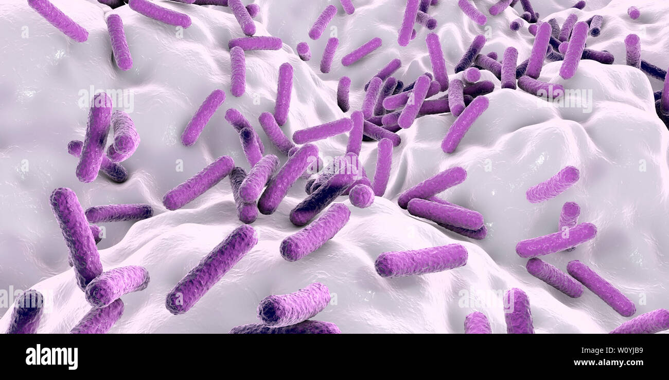 Commensal bacteria hi-res stock photography and images - Alamy