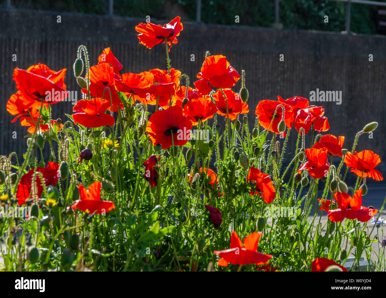 Red poppies in flower Stock Photo - Alamy