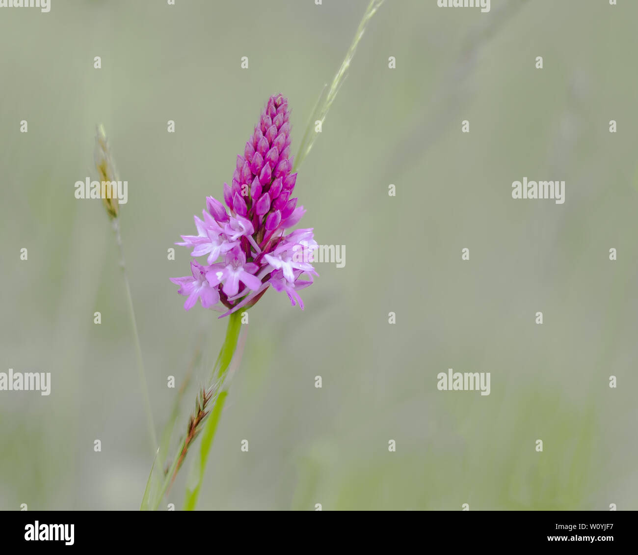 Pyramidal Orchid Flower Stock Photo - Alamy