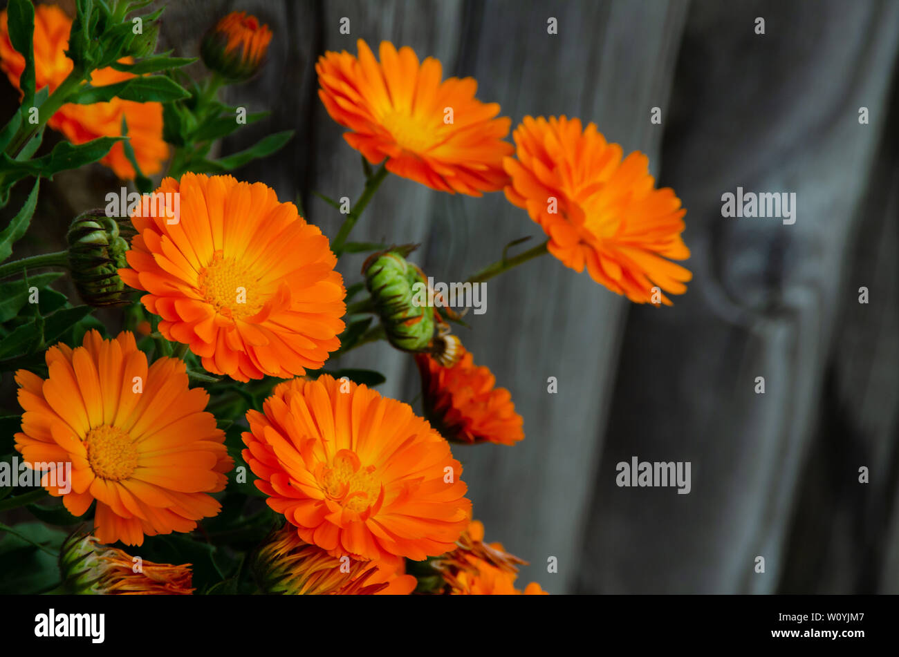 Orange marigold flowers Stock Photo - Alamy
