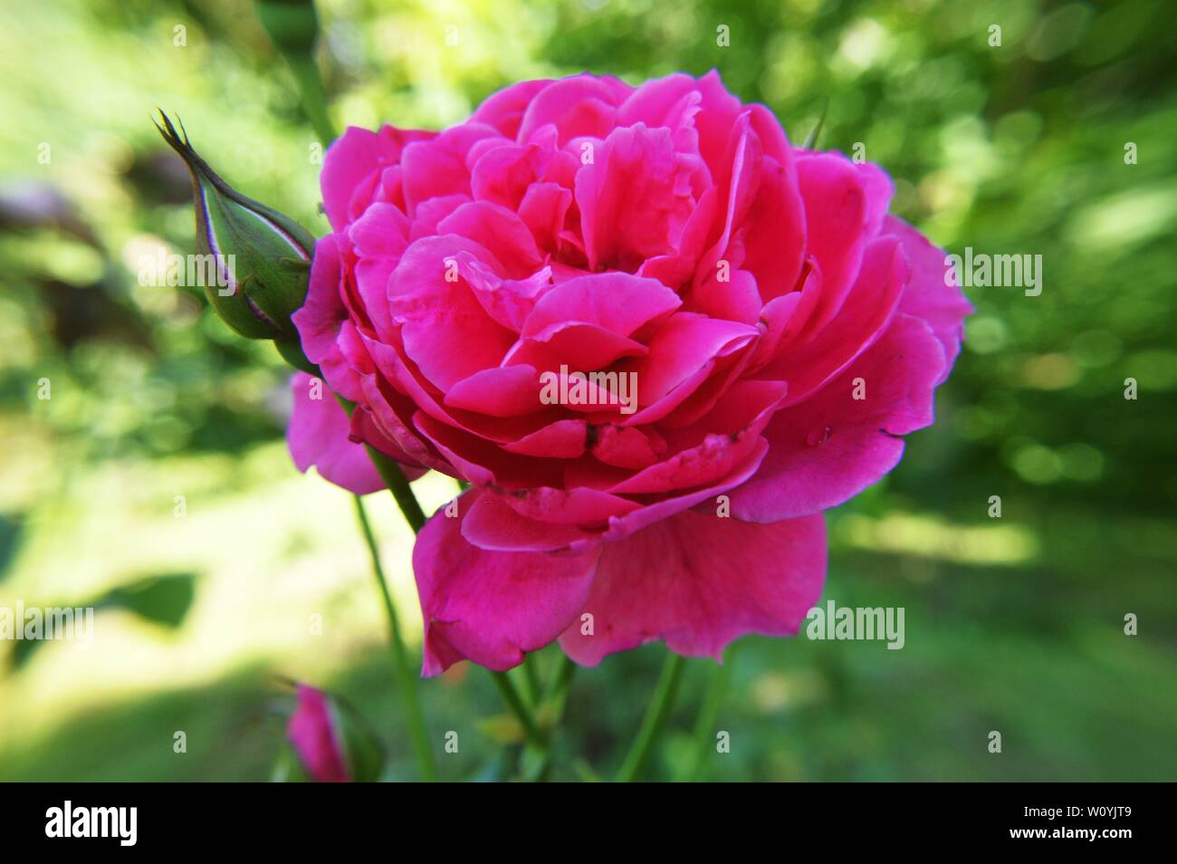 Single macro rose flower plant Stock Photo - Alamy