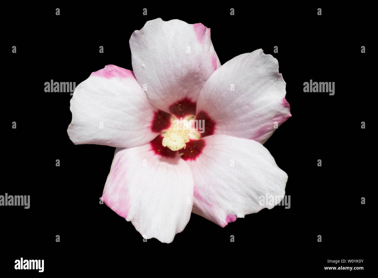 Hibiscus syriacus rose of Sharon 'Mathilde' white flower with red eye ...