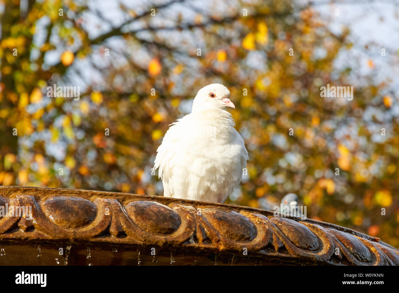 Beautiful white dove perching on a stone water feature in Regent's Park ...