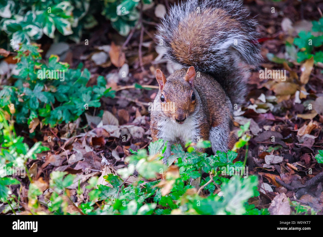 Squirrel looking into camera hi-res stock photography and images - Alamy