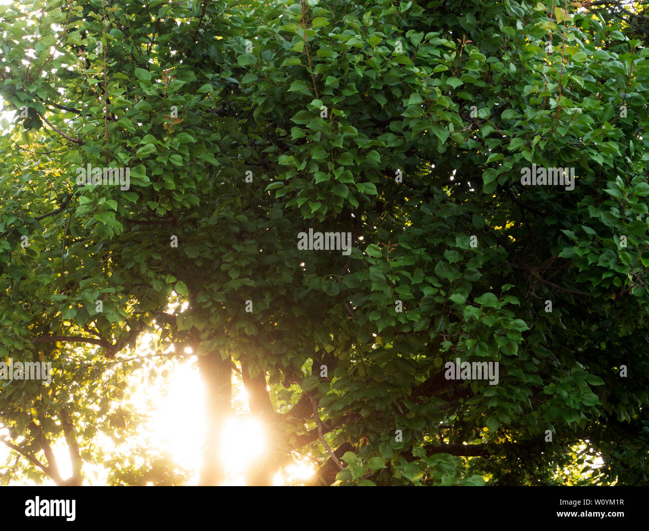 sun light trough tree Stock Photo - Alamy