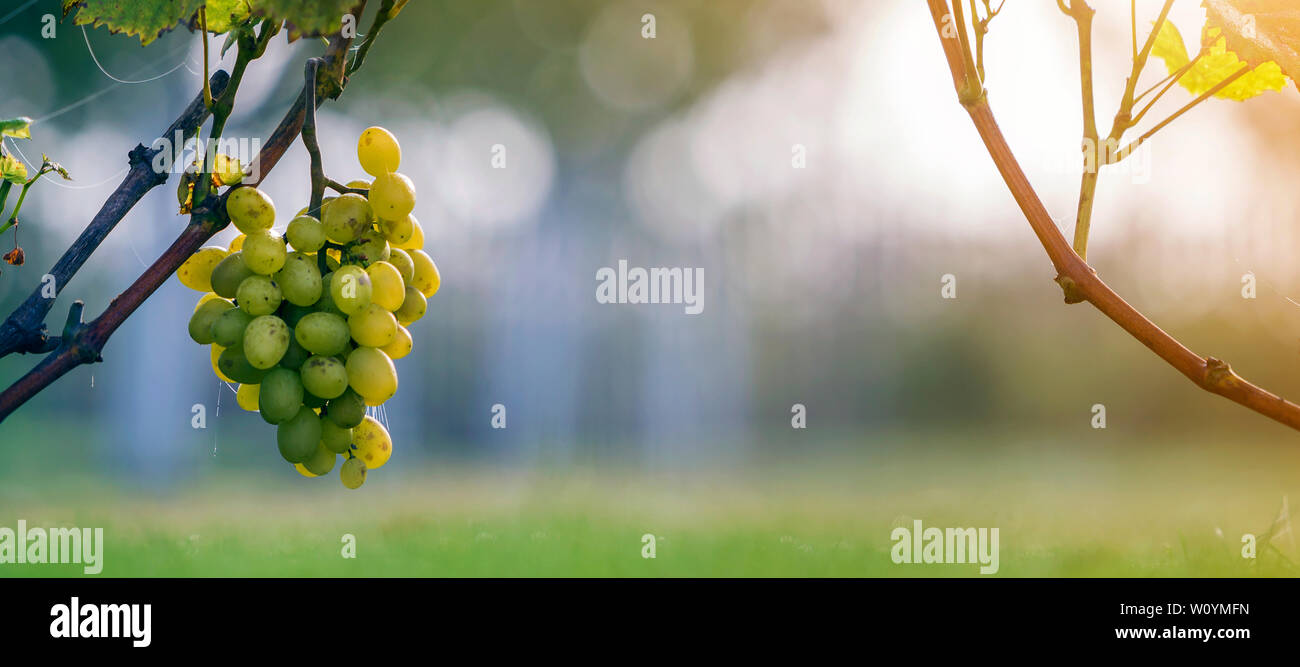 Tied up grapevine hi-res stock photography and images - Alamy