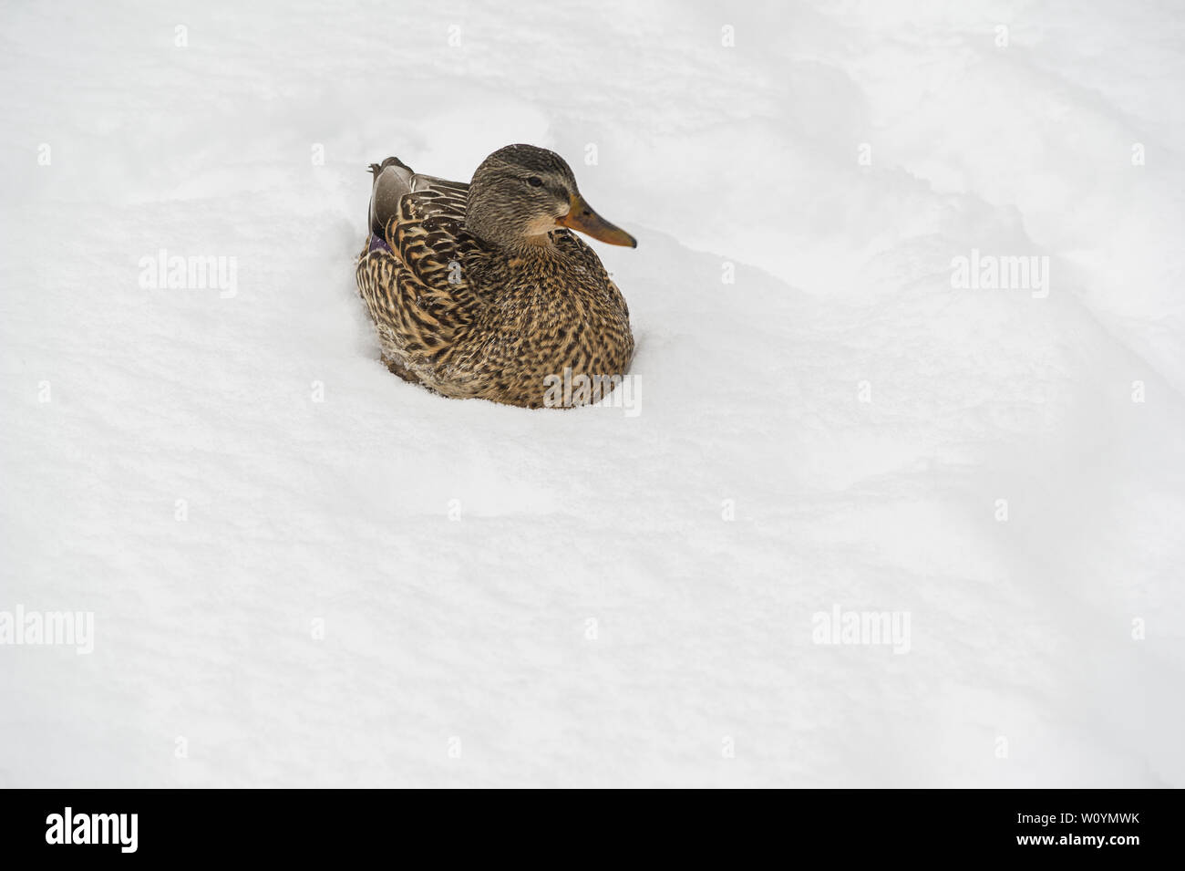 Female mallard duck in the snow Stock Photo - Alamy