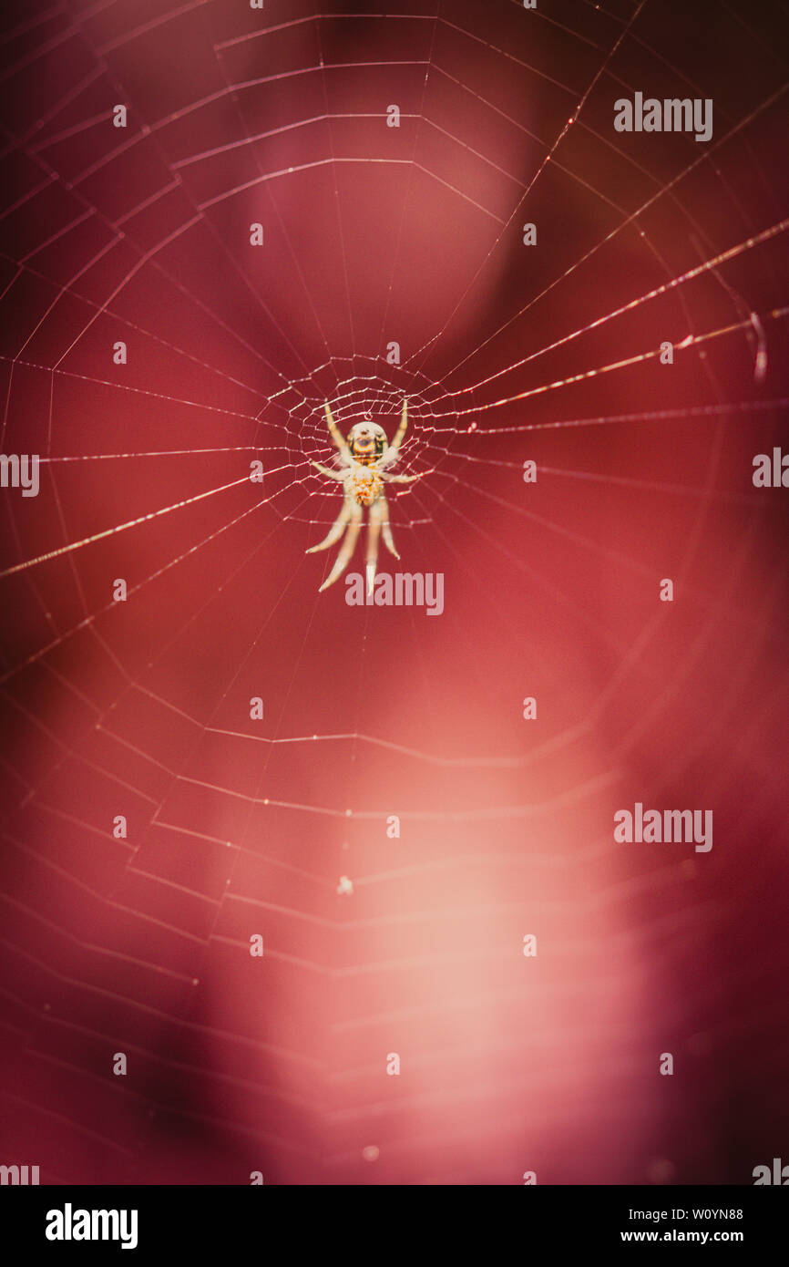 Spider in the centre of the spiderweb on a dark red background Stock ...