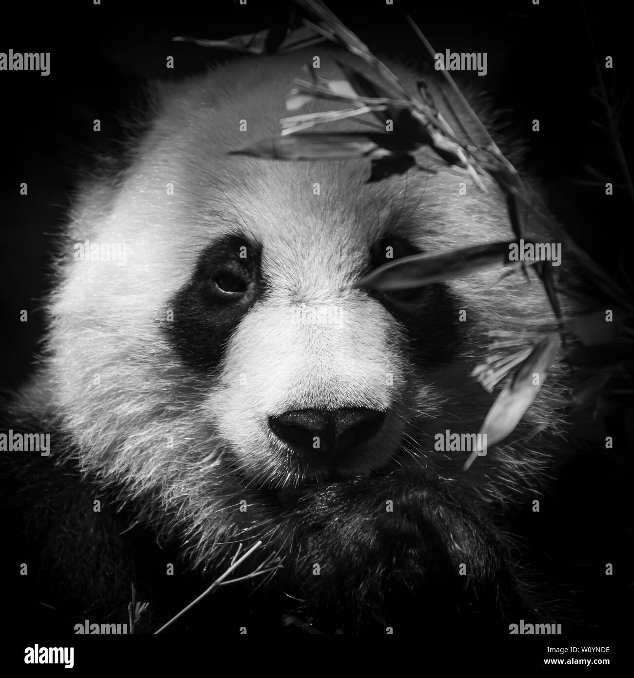 Black and white panda bear portrait Stock Photo - Alamy