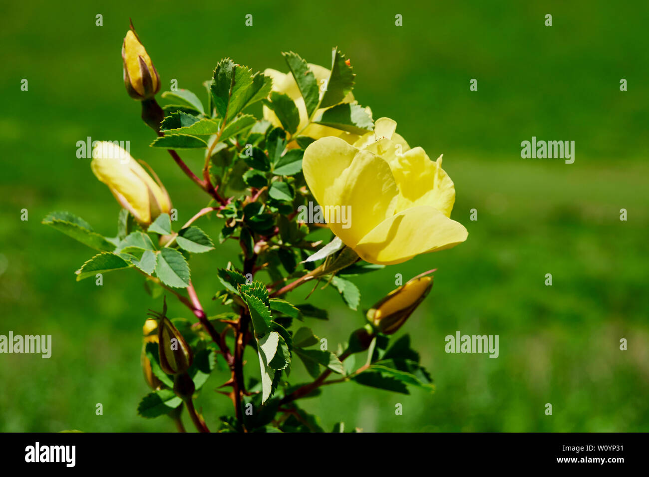 Yellow rose flower lit by the sun at sunrise. Wild rose with leaves on ...