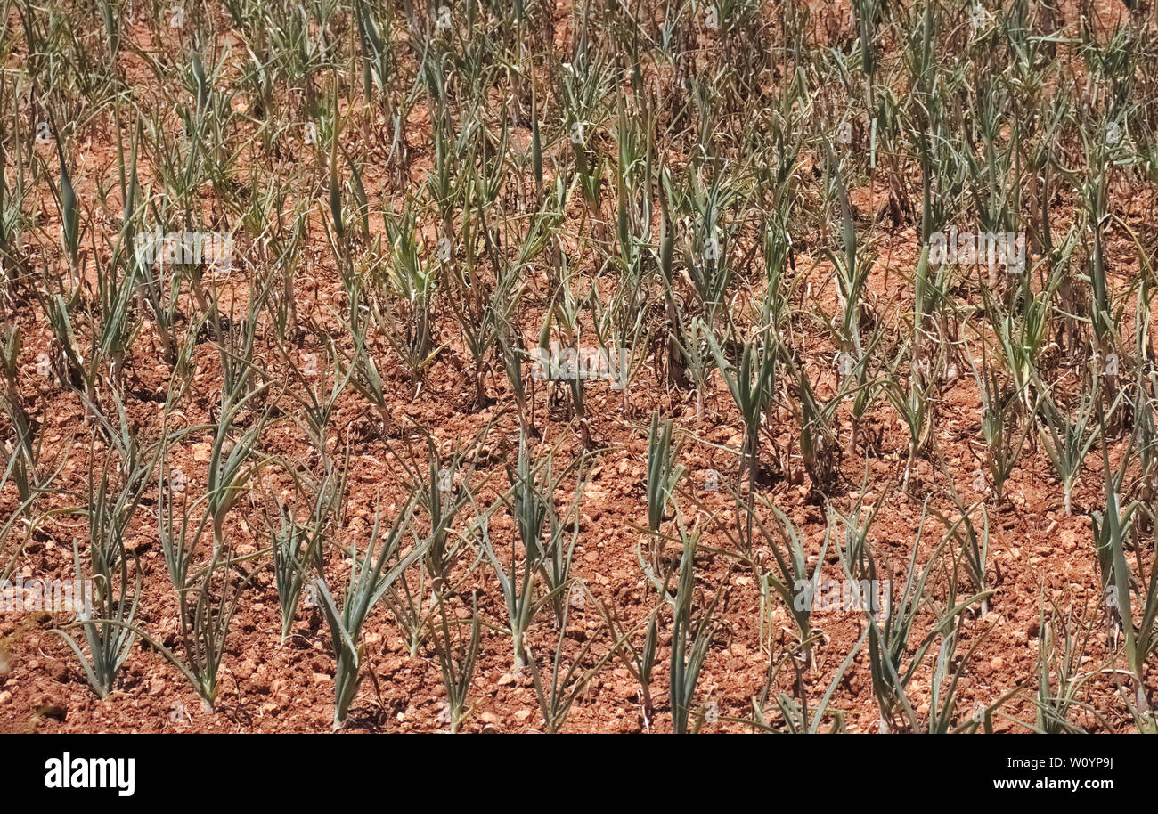 Onion soil hi-res stock photography and images - Alamy