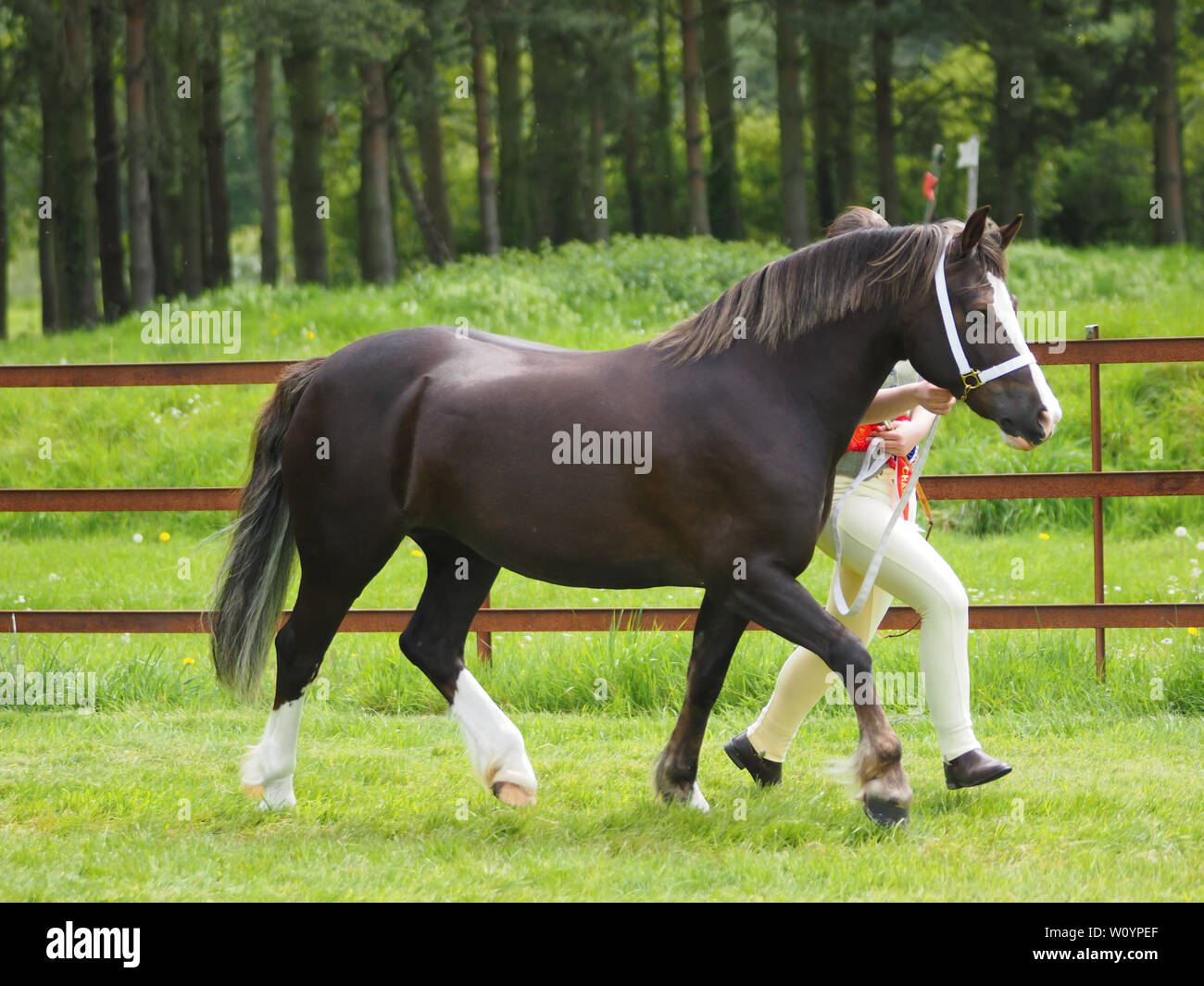Horse show trot up hi-res stock photography and images - Alamy